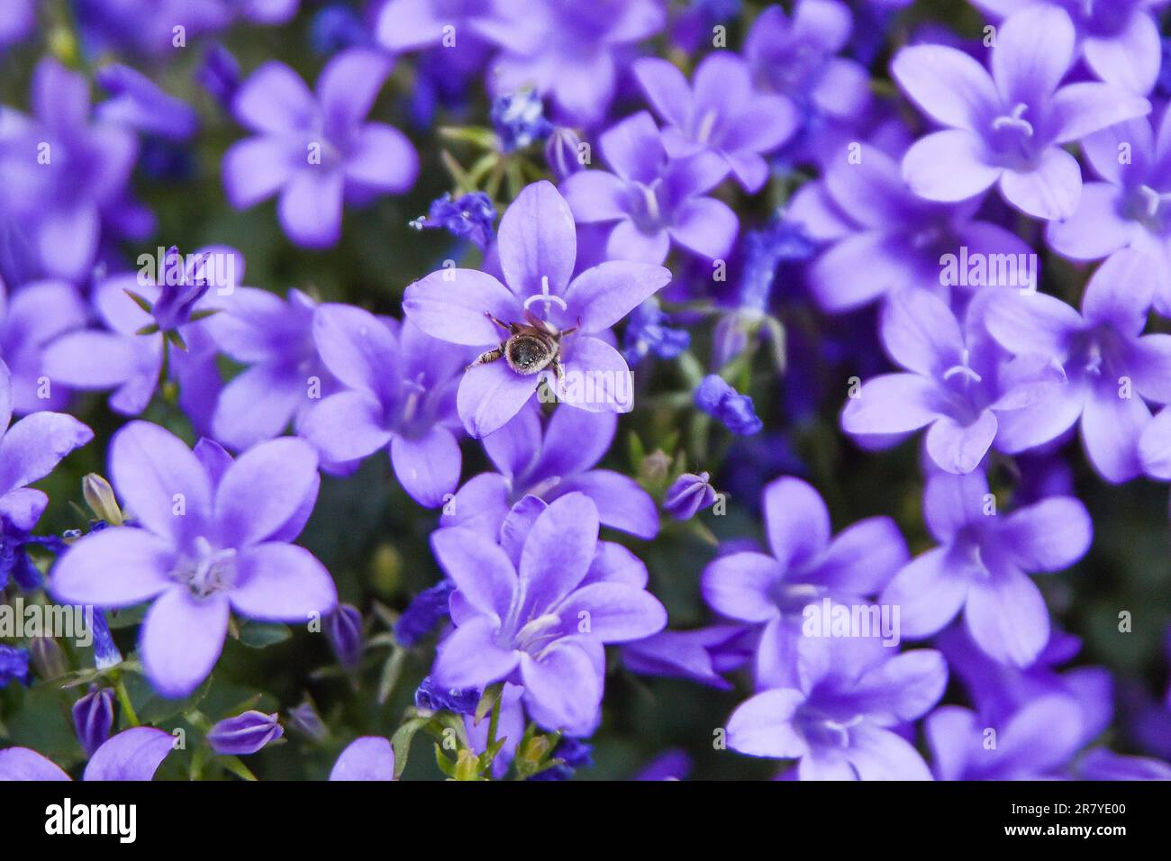 Bee looking for pollen from blue campanula flowers in a small urban ...