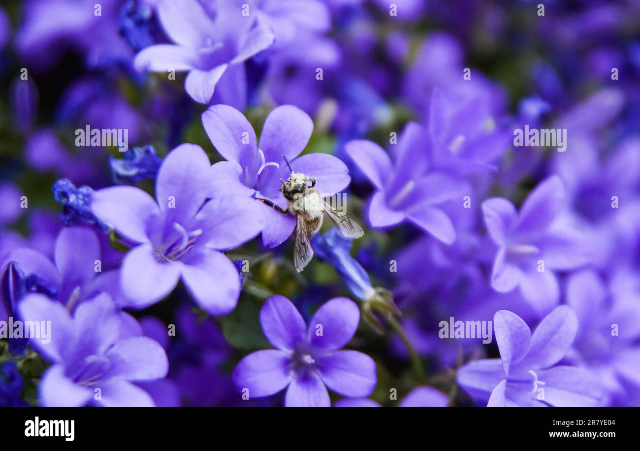 Bee looking for pollen from blue campanula flowers in a small urban ...
