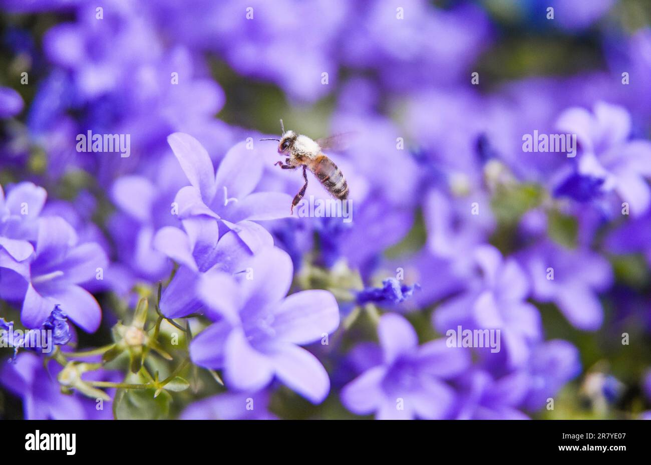 Bee looking for pollen from blue campanula flowers in a small urban ...