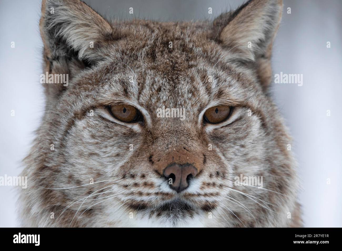 Lynxes (Lynx) (C) in winter in Polar Park, Bardu, Norway Stock Photo ...