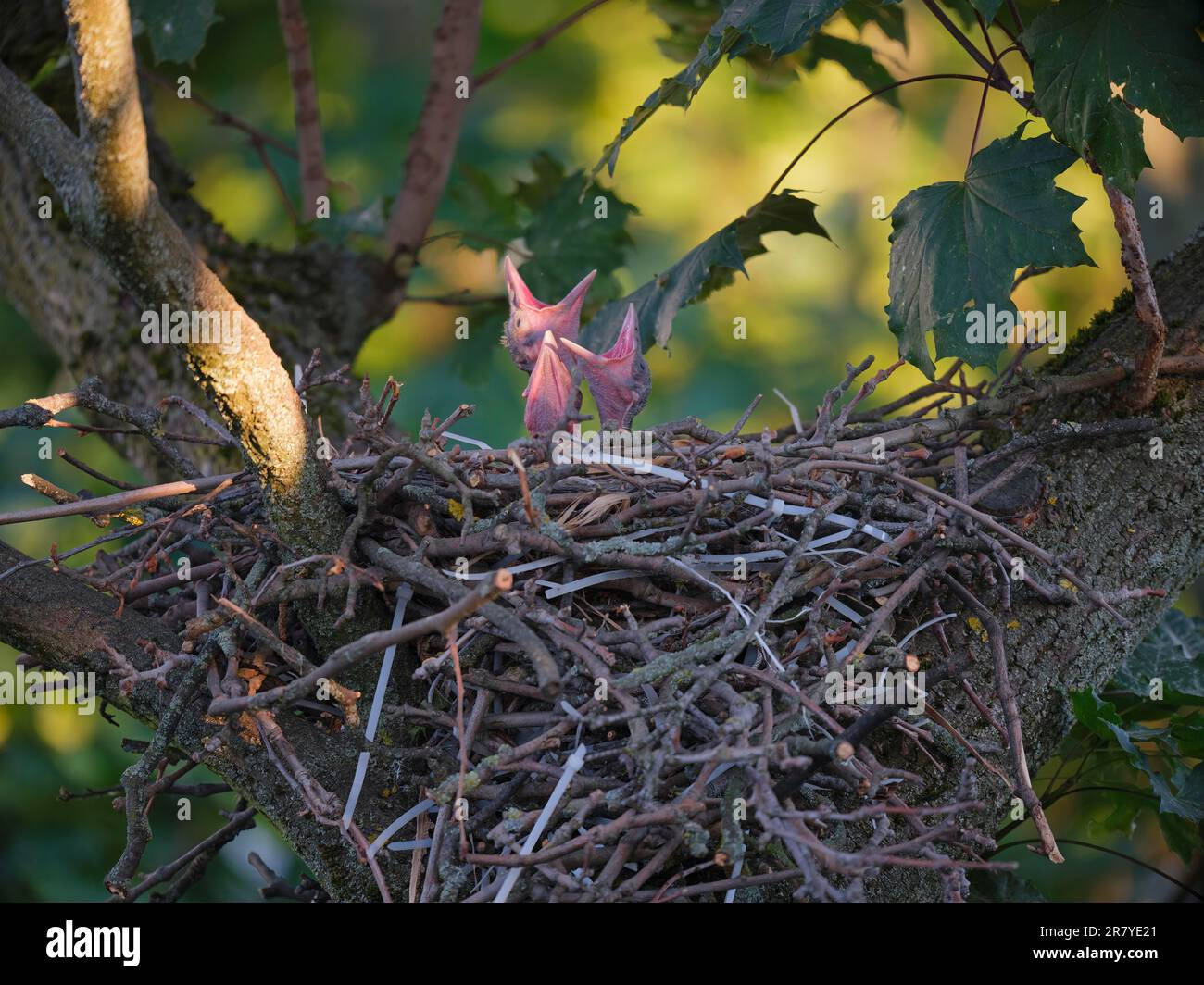 Young hooded crows (Corvus cornix), with open beak waiting to be fed ...