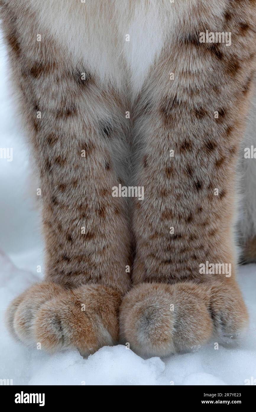 Lynx paws (C) in winter in Polar Park, Bardu, Norway Stock Photo - Alamy