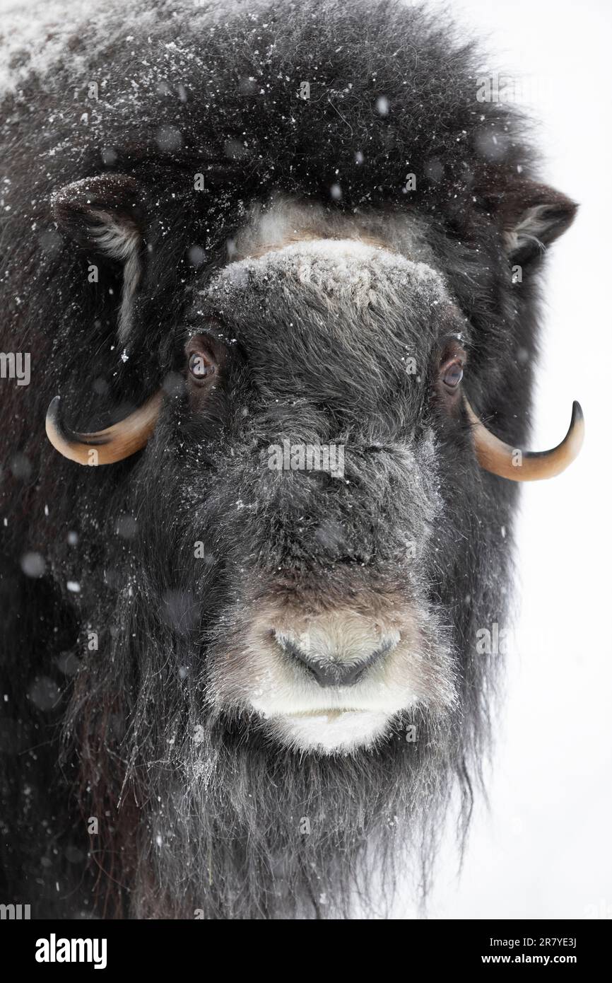 Musk ox (Ovibos moschatus) (C), in the snow at Ranua Wildlife Park ...