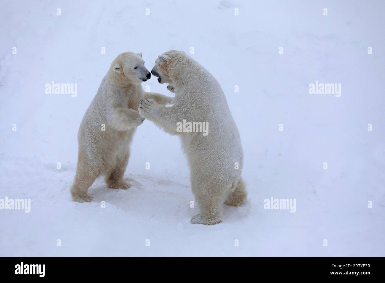 Polar bears (Ursus maritimus) playing in the snow (C), Ranua Wildlife Park, Lapland, Finland ...