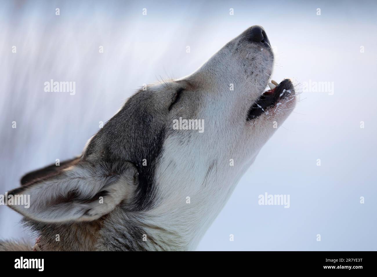 Sled dog howling hi-res stock photography and images - Alamy