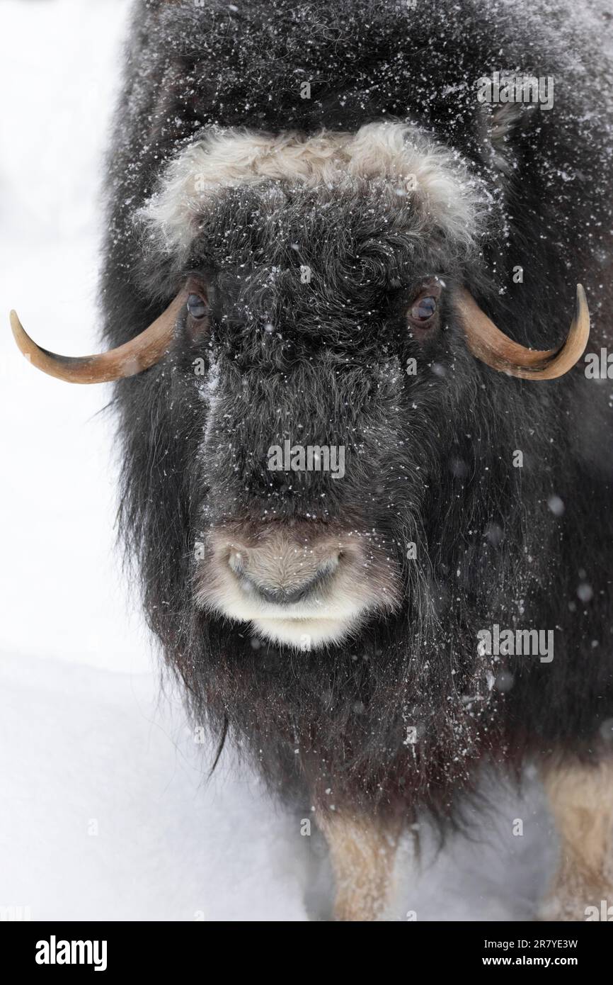 Musk ox (Ovibos moschatus) (C), in the snow at Ranua Wildlife Park ...