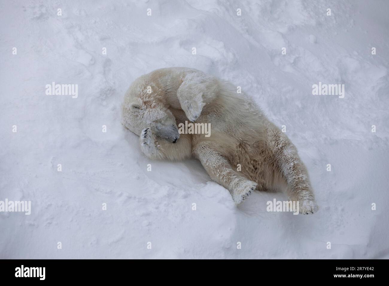 Polar bear (Ursus maritimus) cooling off in the snow (C), Ranua ...