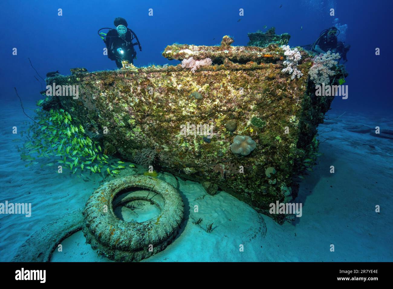 Diver looking at small wreck Shipwreck Water Lily next to it school of ...