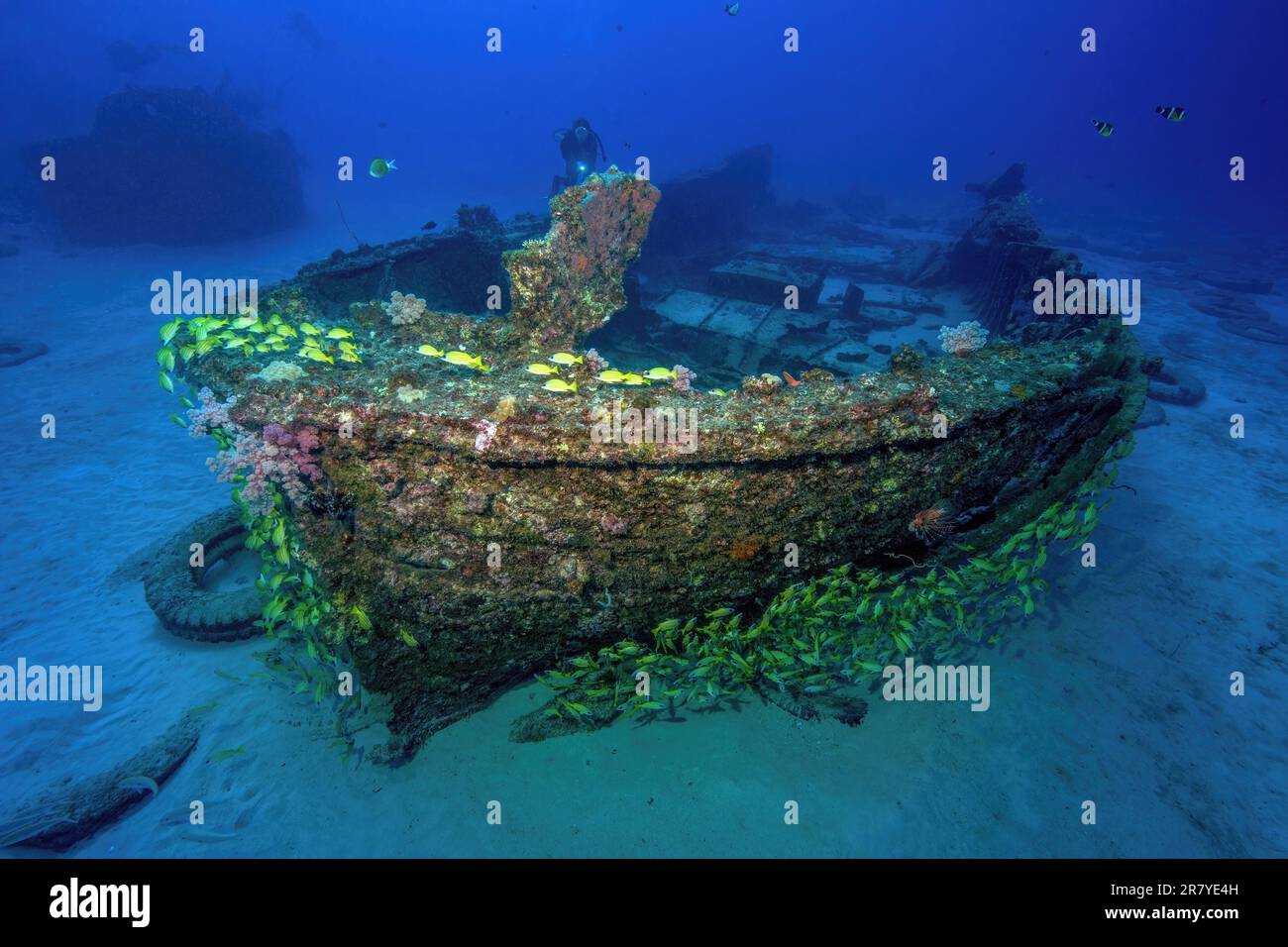 Diver looking at small wreck Shipwreck Water Lily in front of it school ...