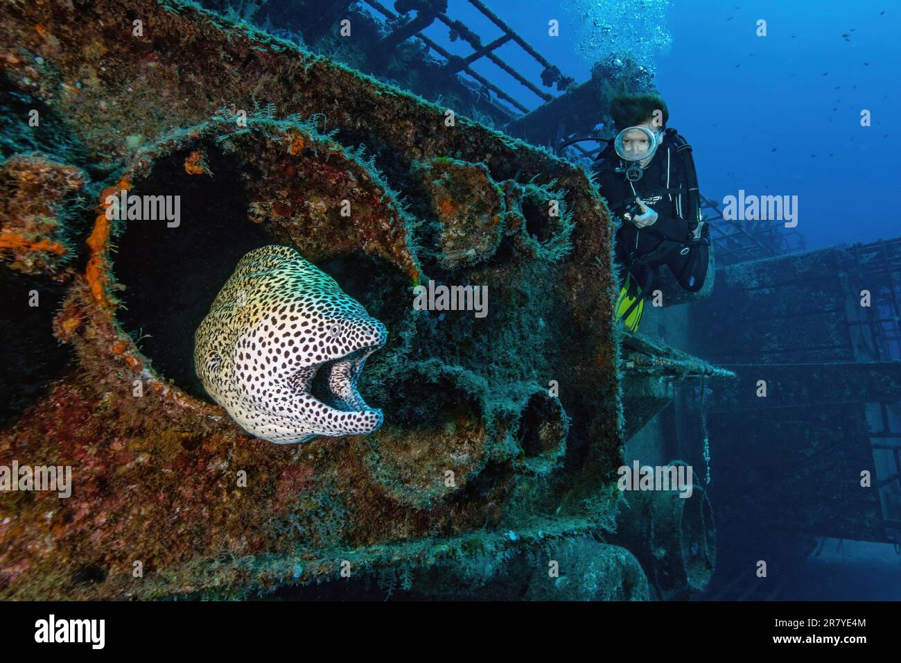 Mauritius giant moray eel hi-res stock photography and images - Alamy