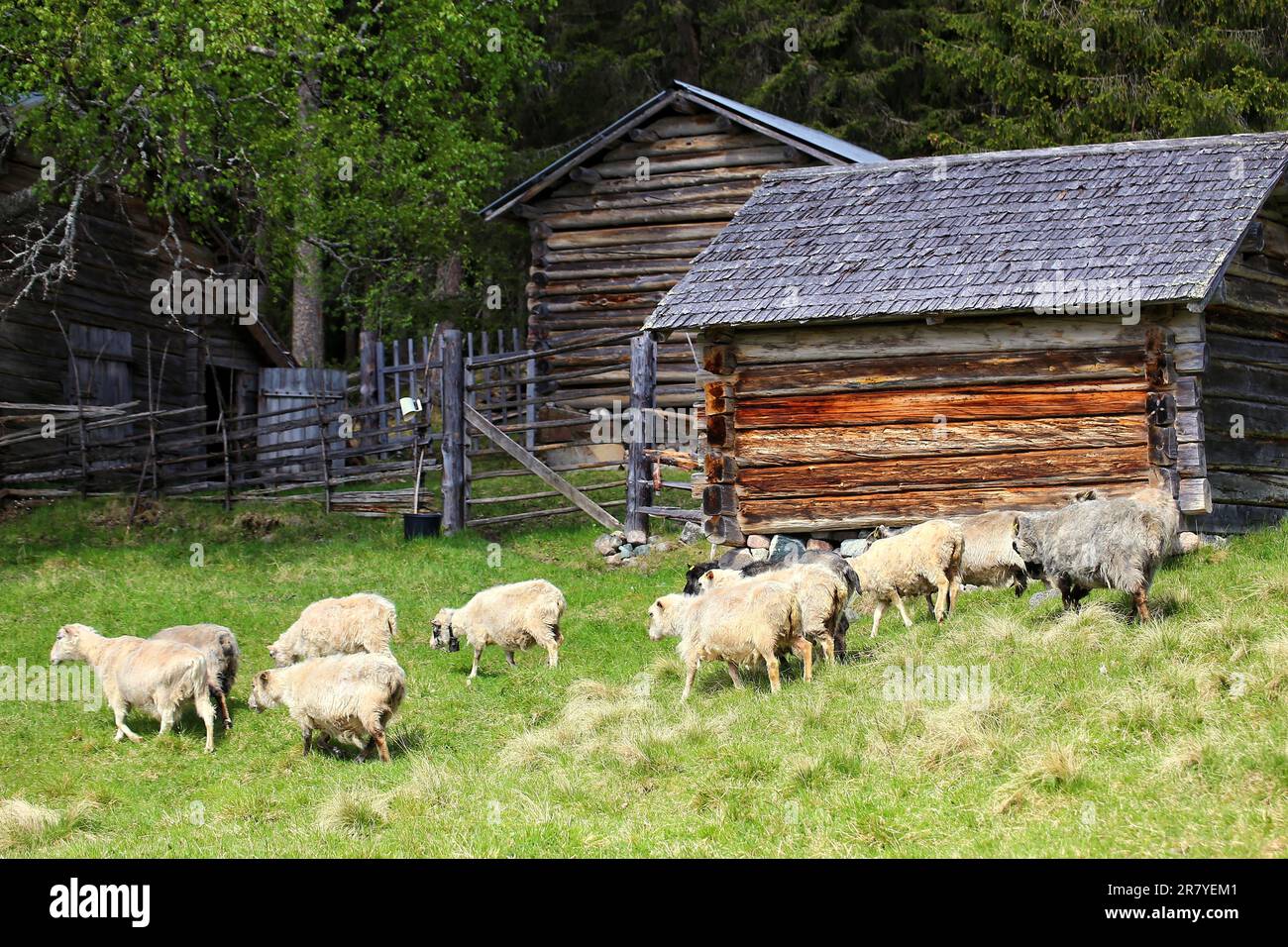 Herd of sheep in front of farm buildings Stock Photo - Alamy
