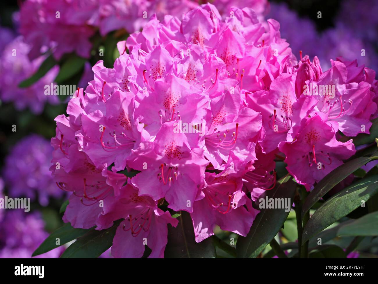 Rhododendron, Rhododendron flower Stock Photo - Alamy