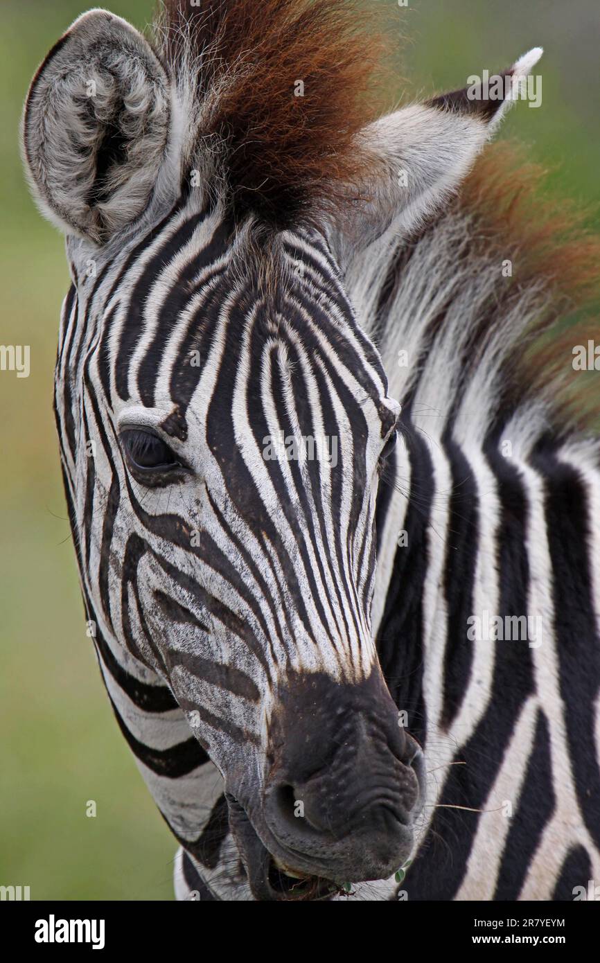 Zebra, Steppenzebra, S Stock Photo - Alamy
