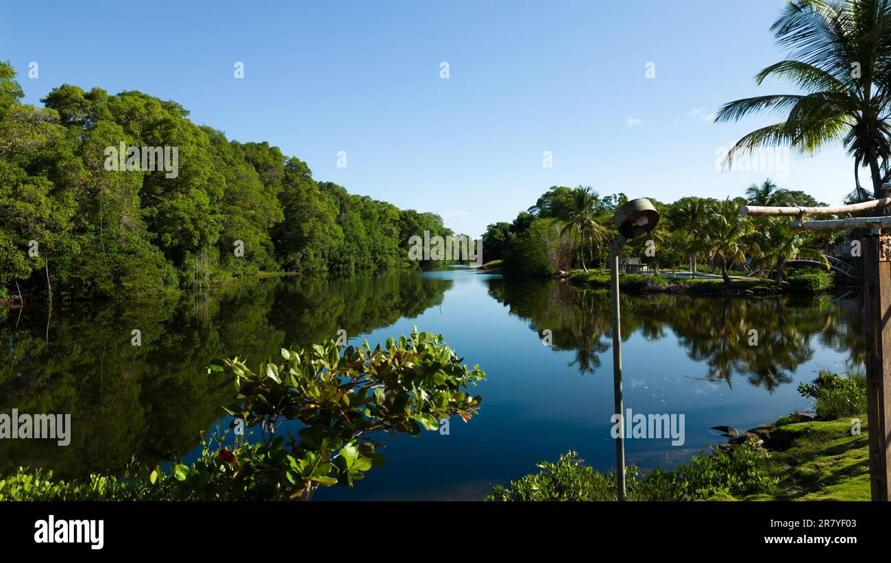 A tranquil river and mangroves in a lush forest with tropical trees in ...