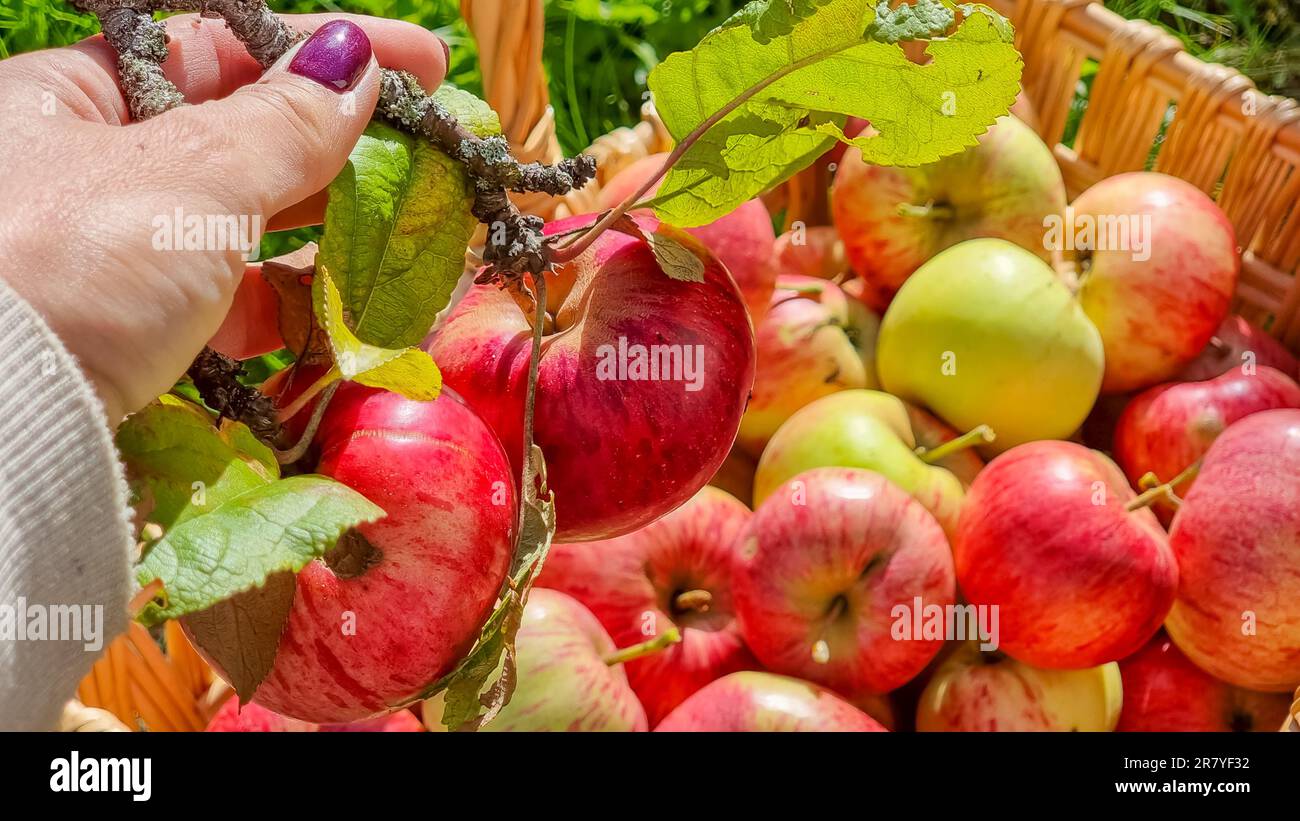 Green apple Raw fruit and vegetable backgrounds overhead perspective ...