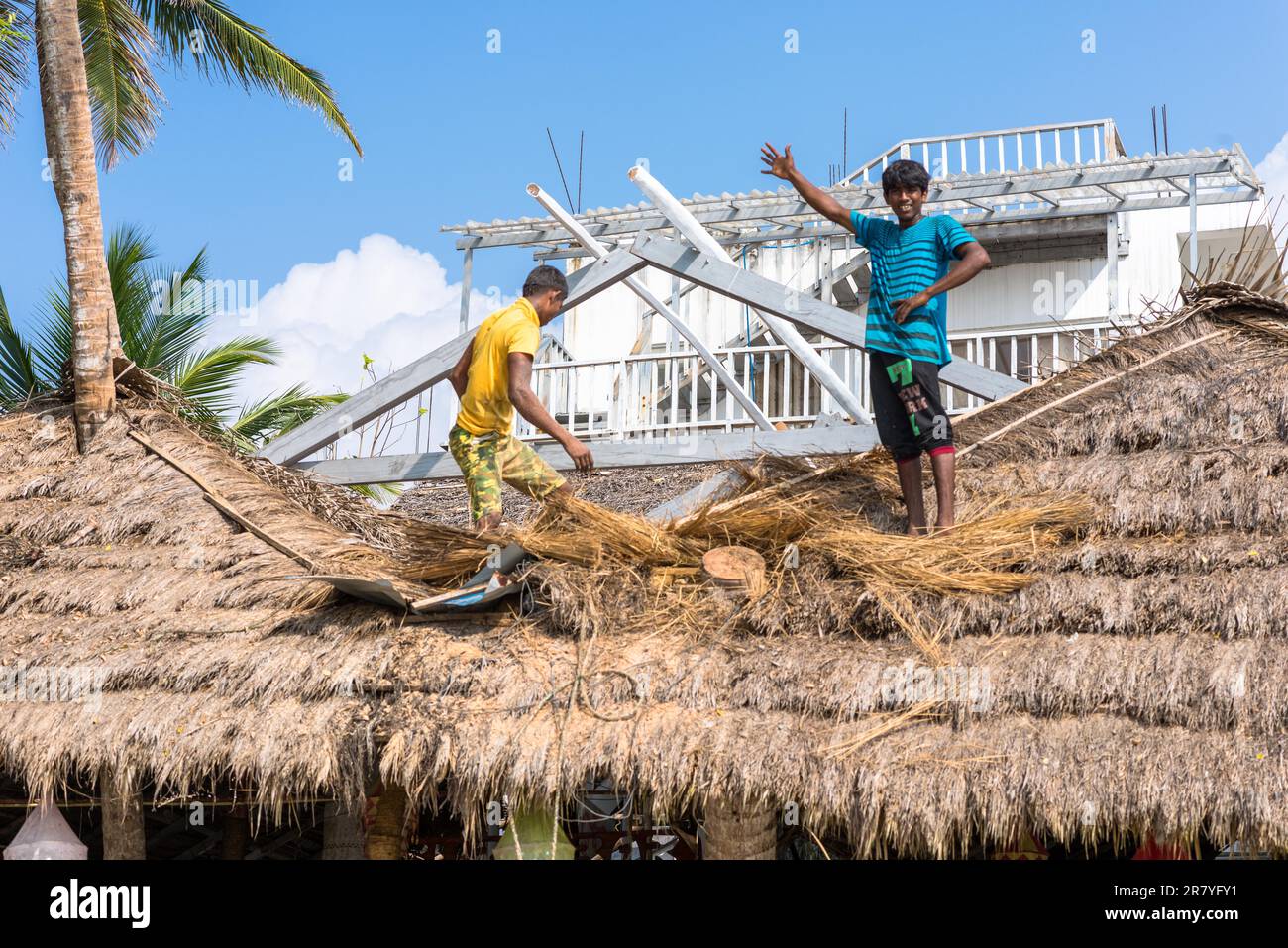 Roofer at work on top of a straw-thatched house in Mirissa. Tropical ...