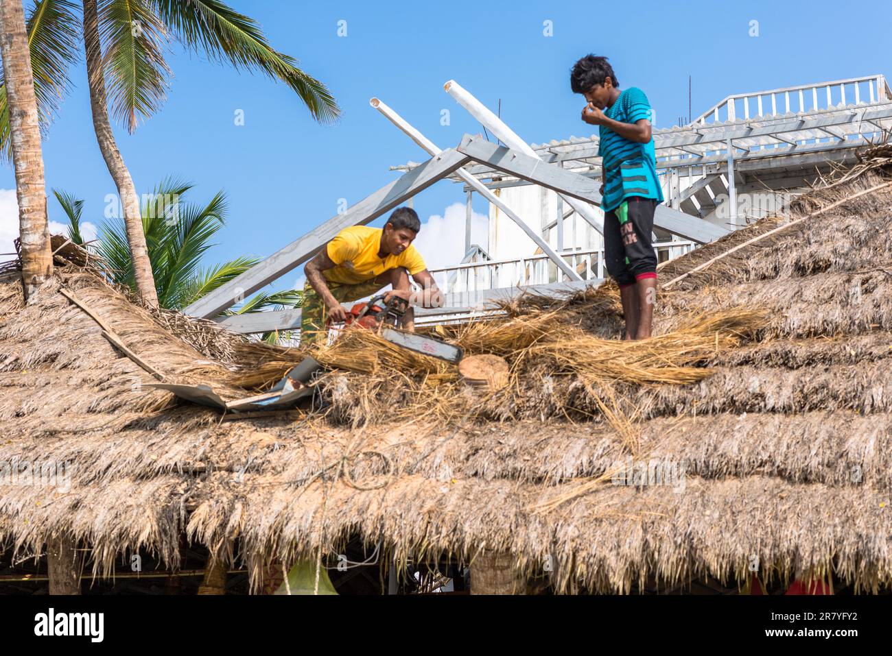 Roofer at work on top of a straw-thatched house in Mirissa. Tropical ...