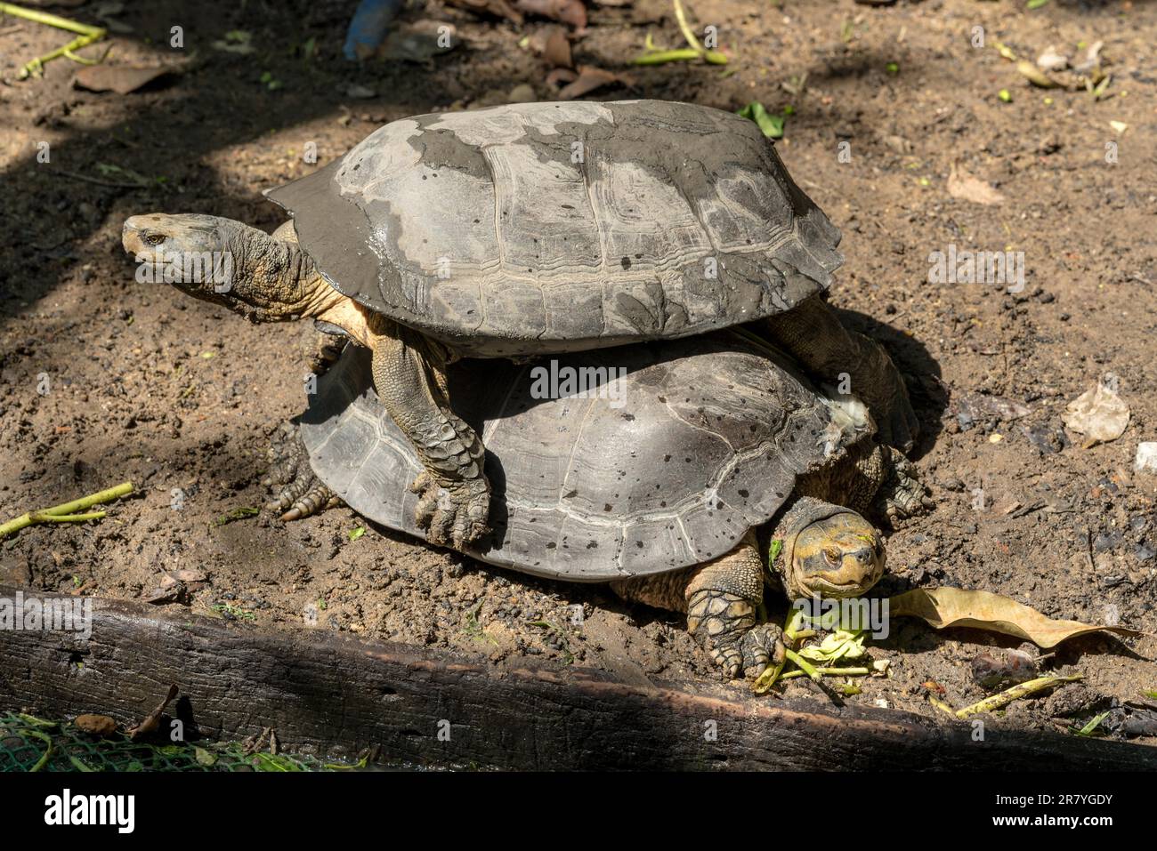 Climbing on each other hi-res stock photography and images - Alamy