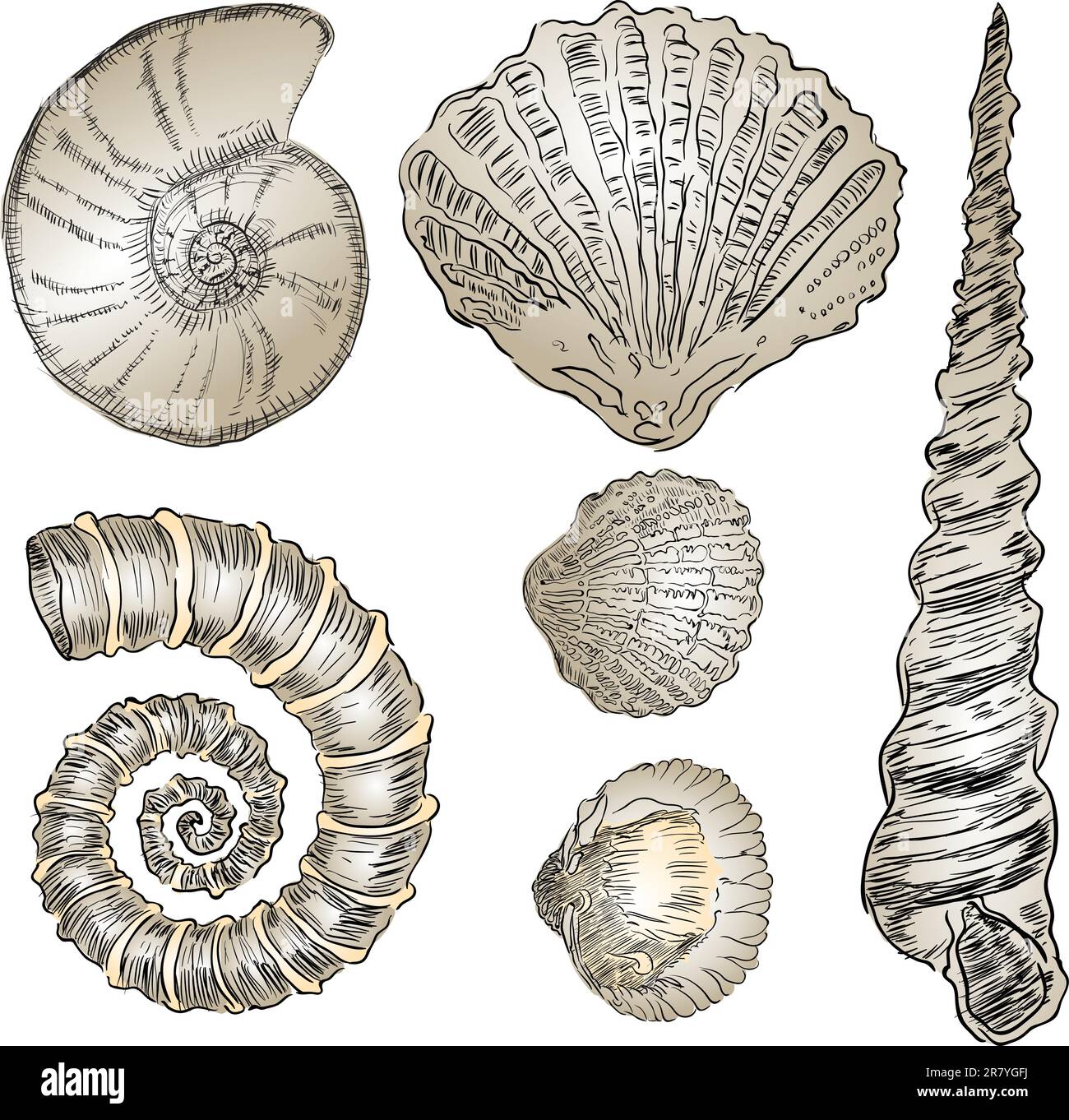 Vector illustration of prehistoric life forms. Drawings are made by ...