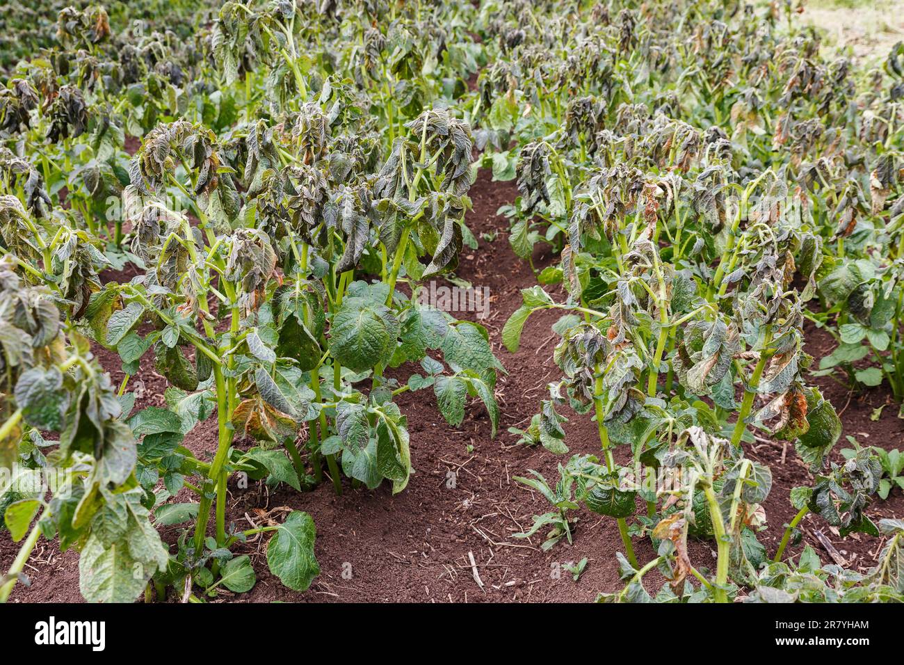 Potato plants damaged by the frost. Potato plants showing signs of ...