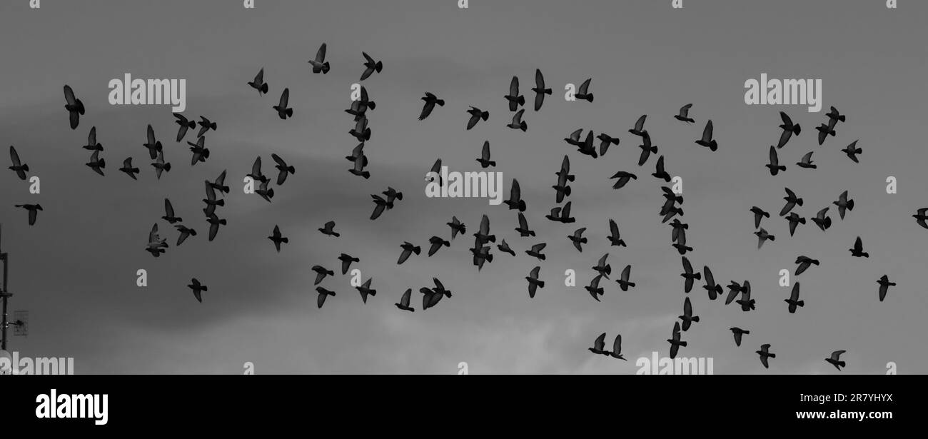Grayscale bird flying in Black and White Stock Photos & Images - Alamy