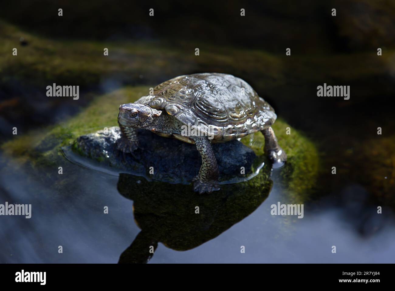 A closeup of a Western pond turtle on the rock in the pond Stock Photo ...