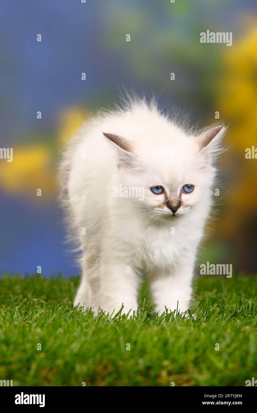 Birman Cat, Kitten, 7 Weeks, Makes Hump, Holy Birman Stock Photo - Alamy
