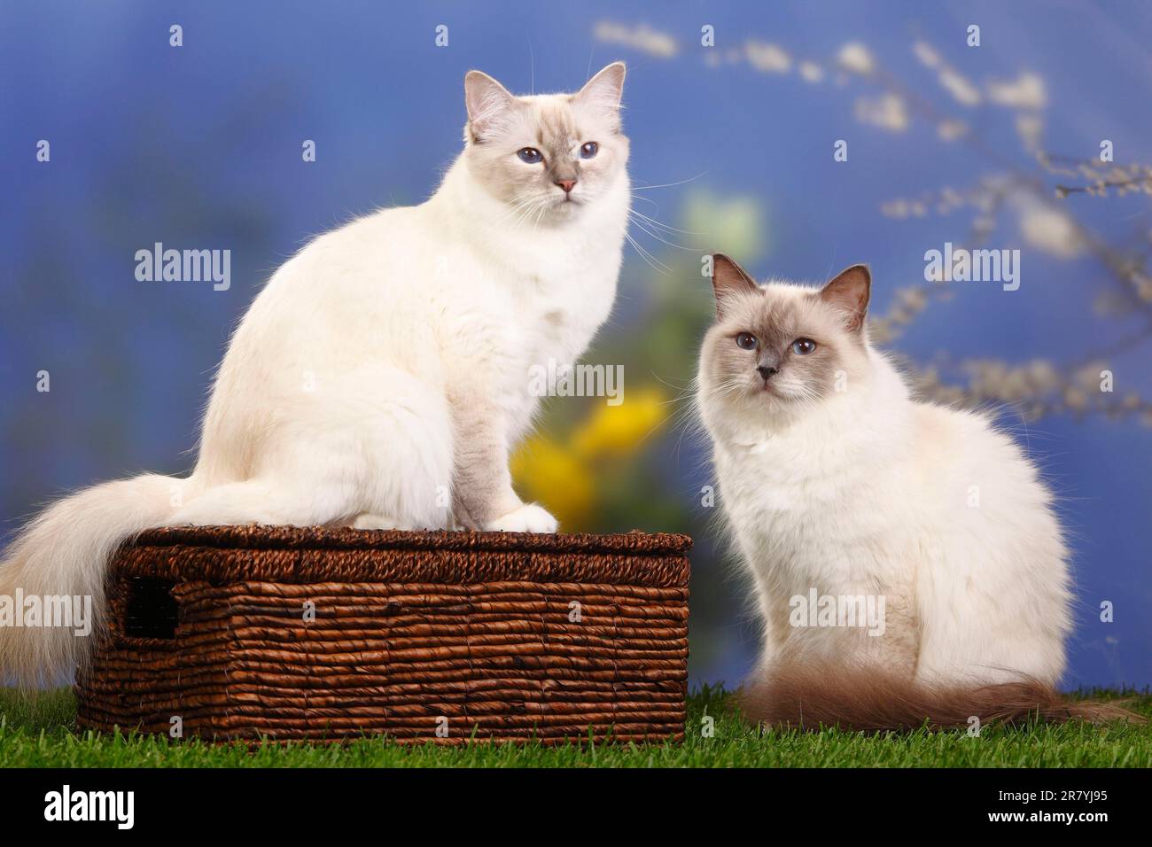Birman cat, blue-point and blue-tabby-point, Sacred Burma Stock Photo ...
