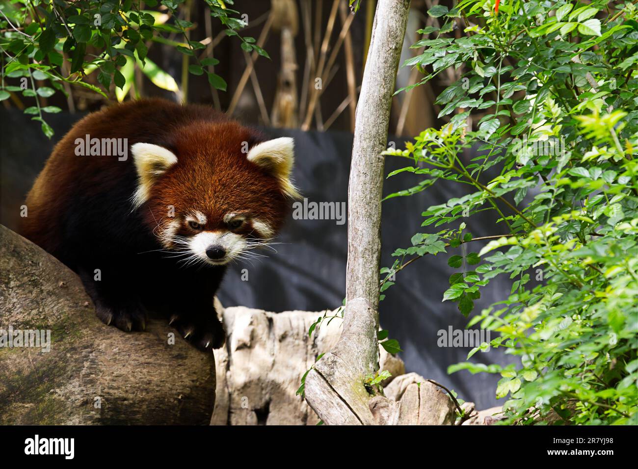 Red panda and natural setting hi-res stock photography and images - Alamy