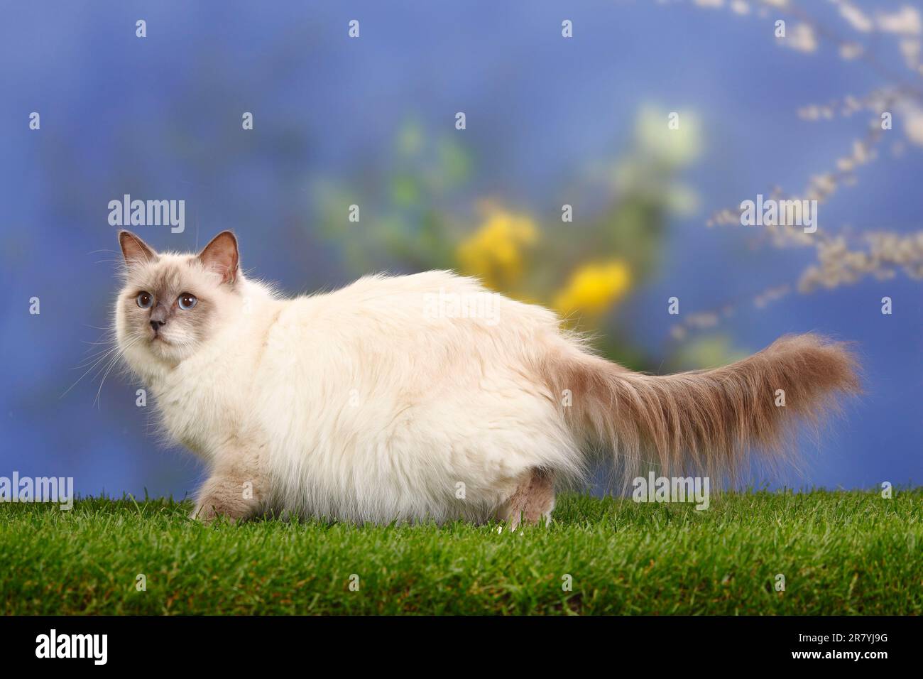 Birman cat, blue-point, holy birman, lateral Stock Photo - Alamy