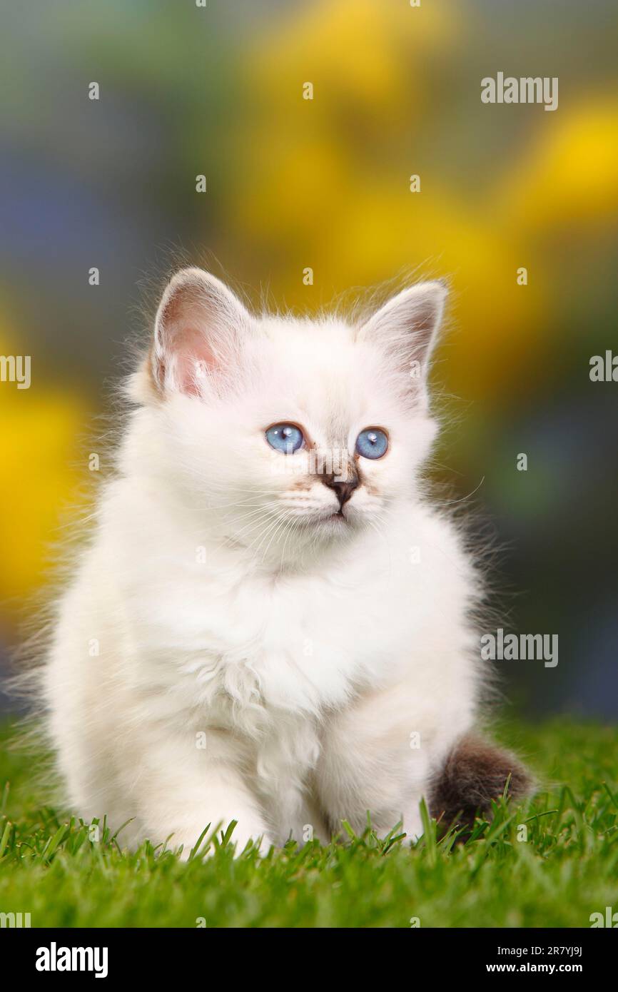 Holy burma cat hi-res stock photography and images - Alamy