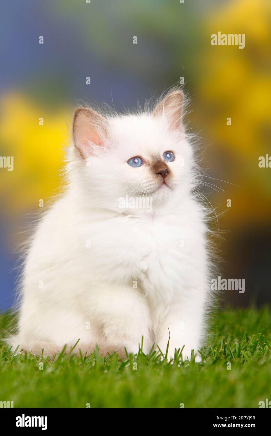 Sacred Cat of Burma, kitten, 7 weeks, Burma Stock Photo - Alamy