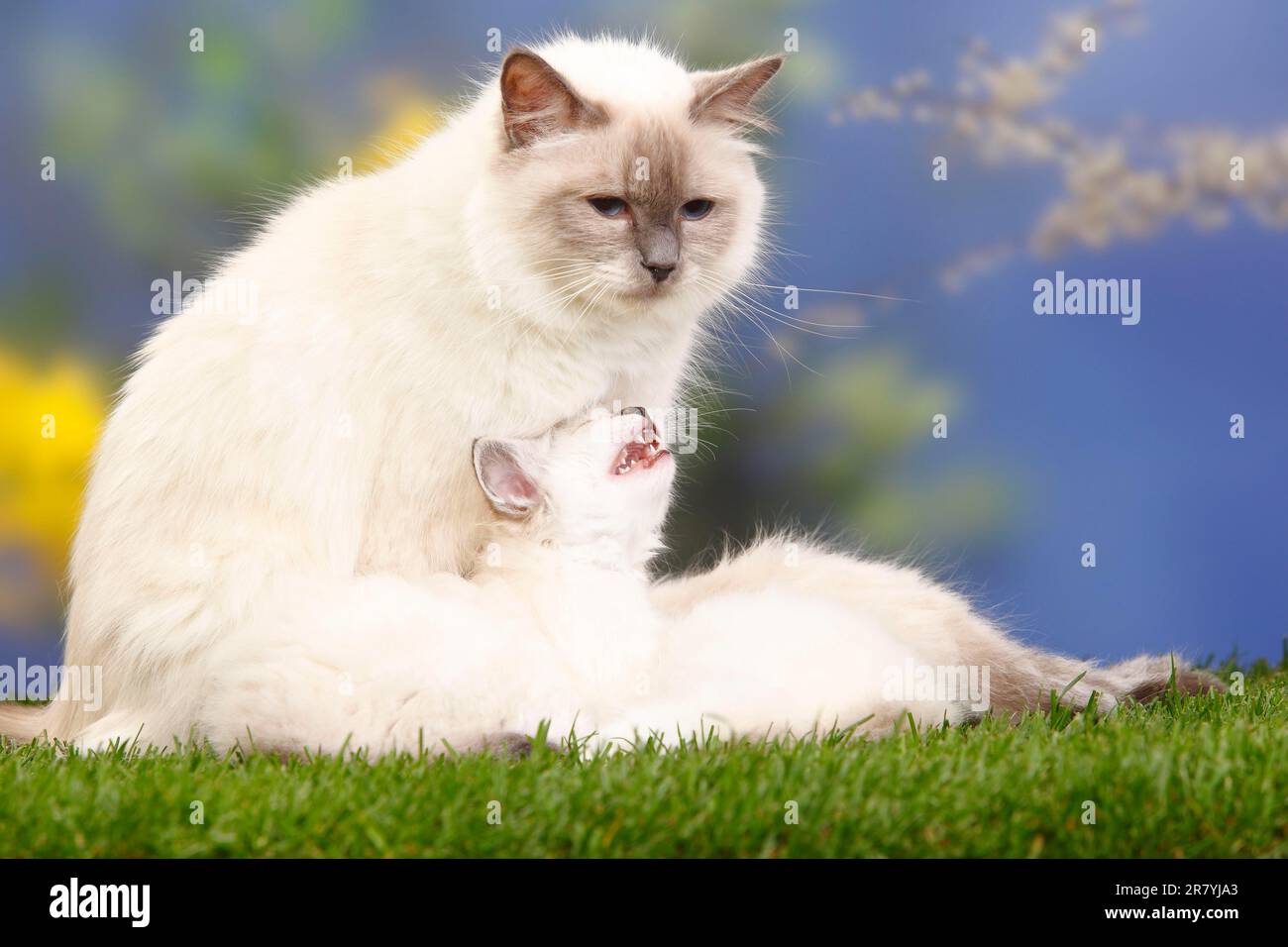 Birman cat, blue-point, and kitten, 7 weeks, Holy Birman Stock Photo ...