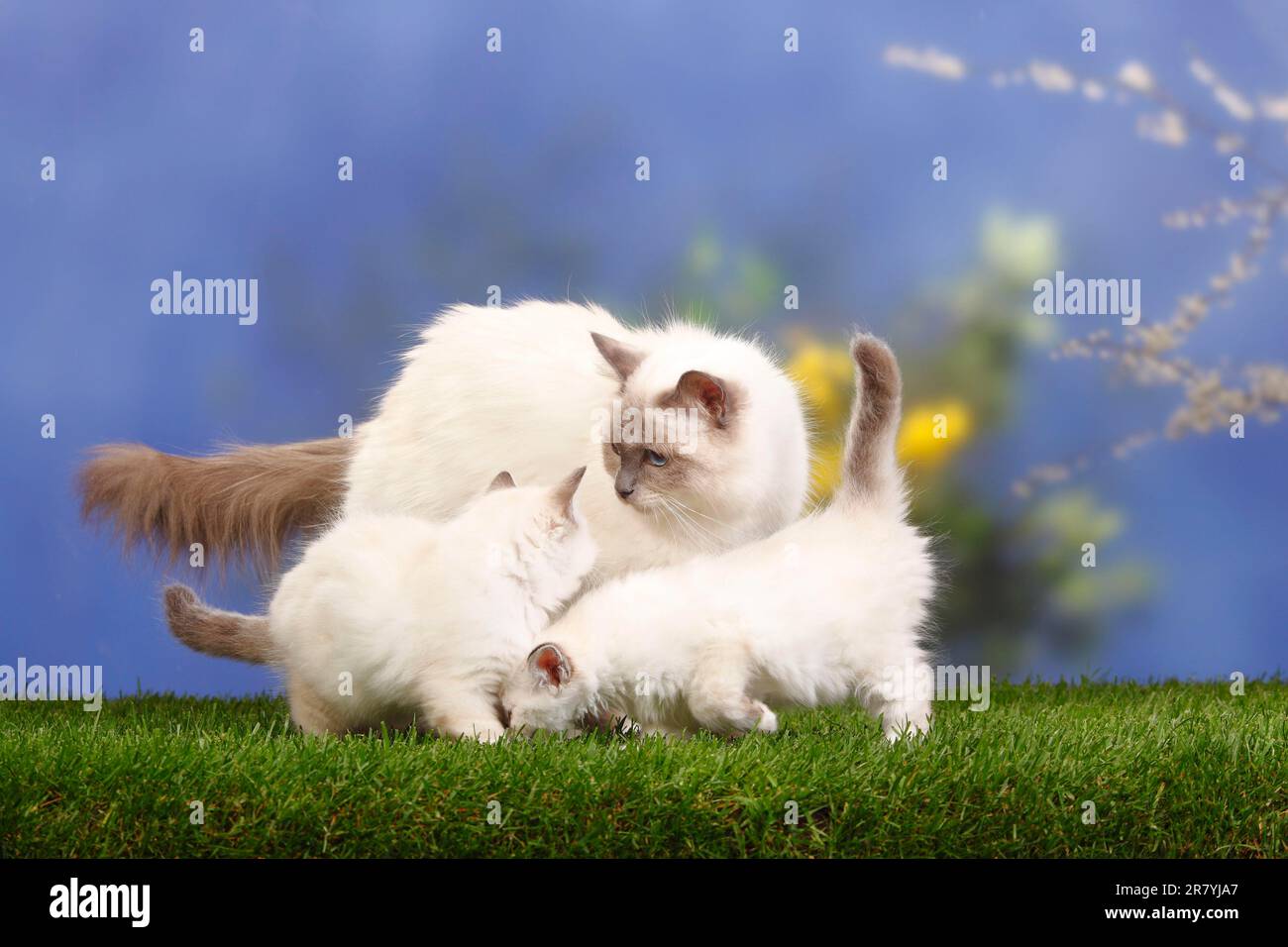 Birman cat, blue-point, and kitten, 7 weeks, Holy Birman Stock Photo ...