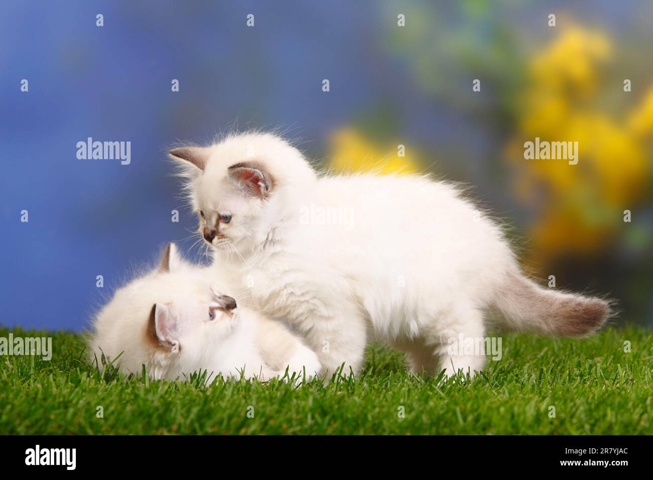 Sacred Cats of Burma, kitten, 7 weeks, Burma Stock Photo - Alamy