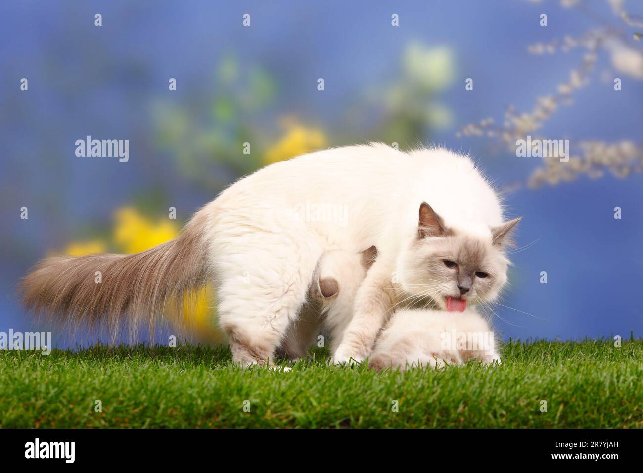 Sacred cat of Burma, blue-point, lactating kitten, 7 weeks, Burma Stock ...