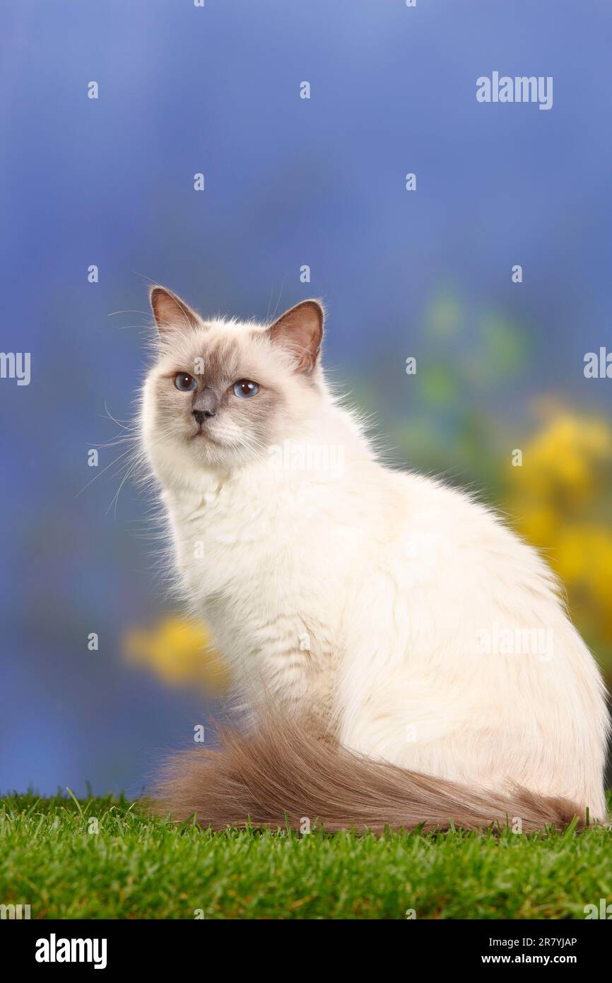 Birman cat, blue-point, holy birman Stock Photo - Alamy