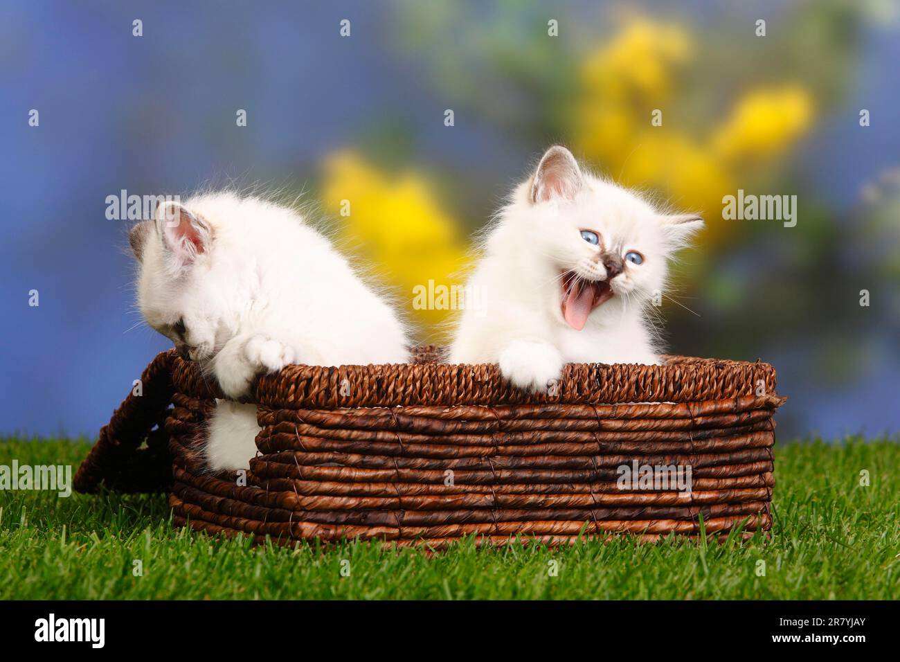 Sacred basket hi-res stock photography and images - Alamy