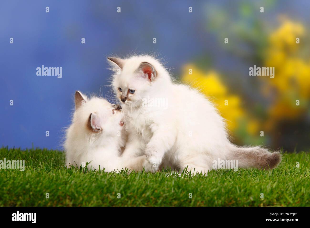 Sacred Cats of Burma, kitten, 7 weeks, Burma Stock Photo - Alamy