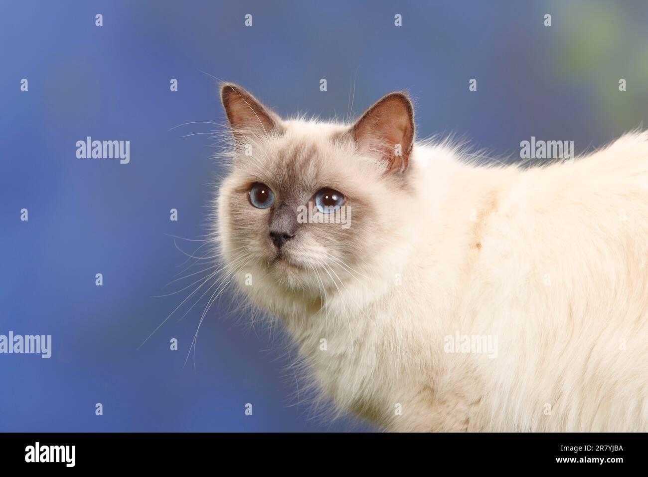 Birman cat, blue-point, holy birman Stock Photo - Alamy