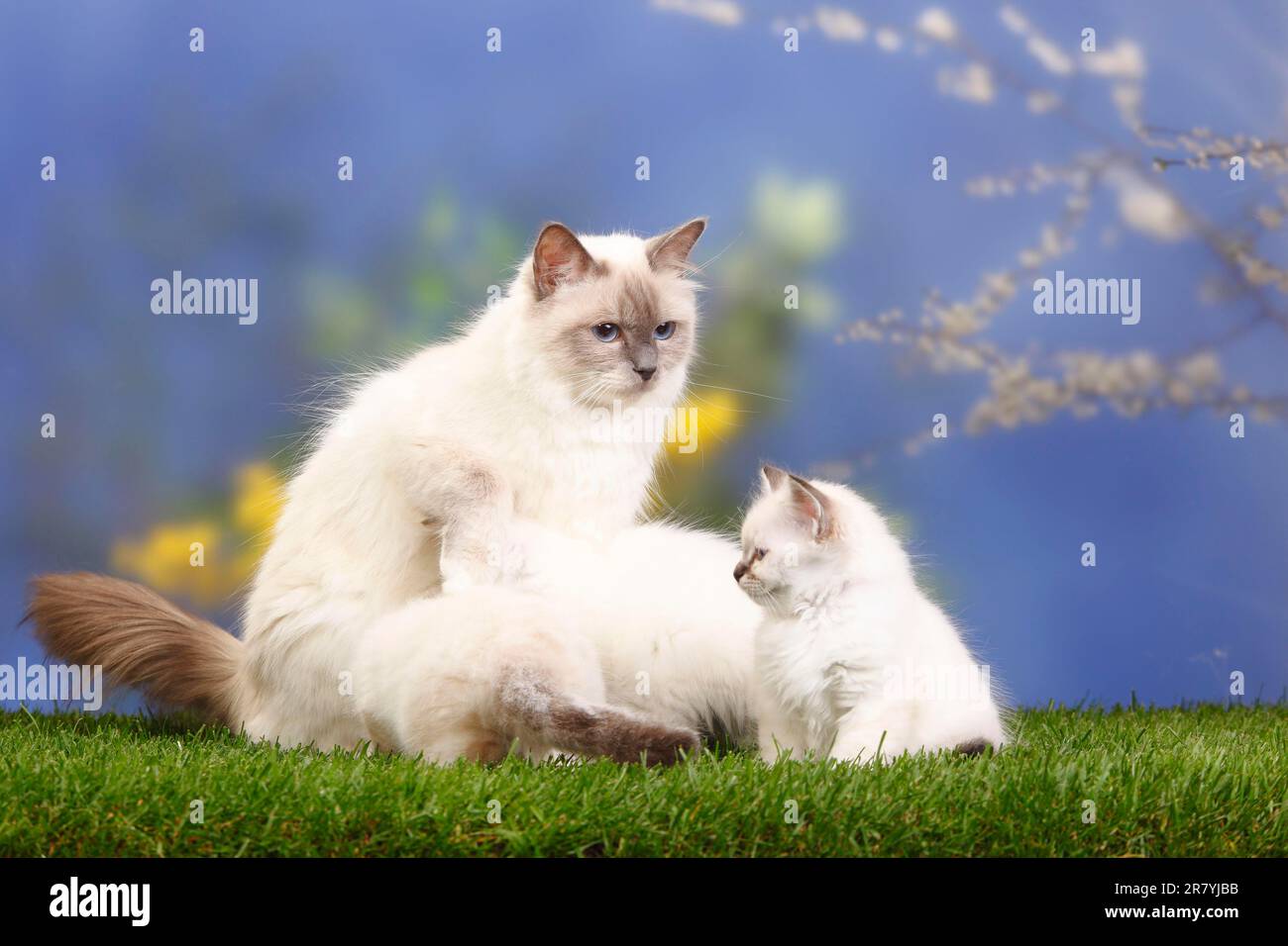 Holy family cat hi-res stock photography and images - Alamy