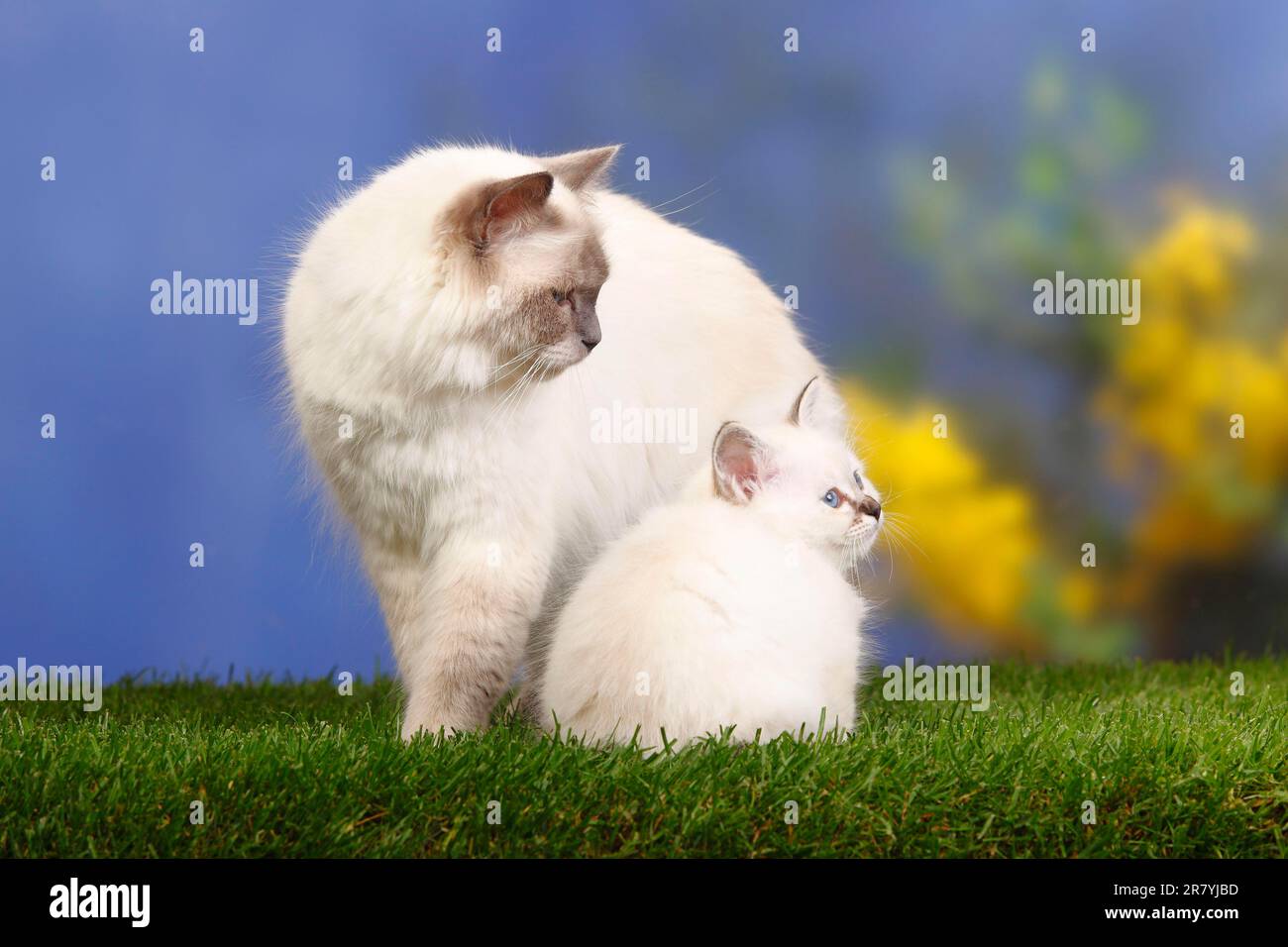 Birman cat, blue-point, and kitten, 7 weeks, Holy Birman Stock Photo ...