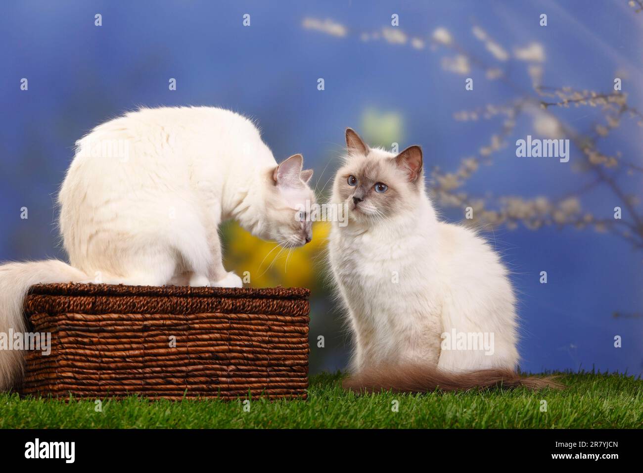 Birman cat, blue-point and blue-tabby-point, Sacred Burma Stock Photo ...