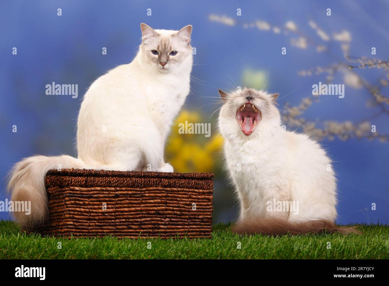 Birman cat, blue-point and blue-tabby-point, Sacred Burma Stock Photo ...