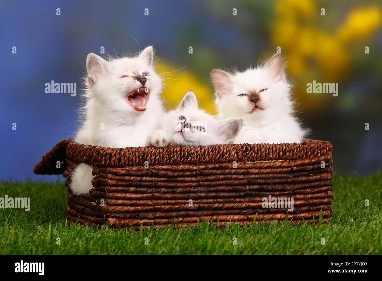 Red burmese cat hi-res stock photography and images - Alamy