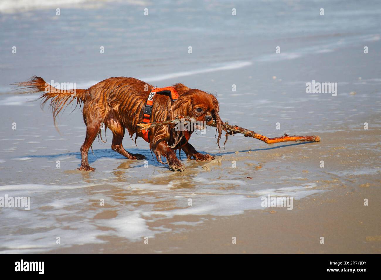 Cavalier King Charles Spaniel, ruby, plays with stick, stick, harness ...