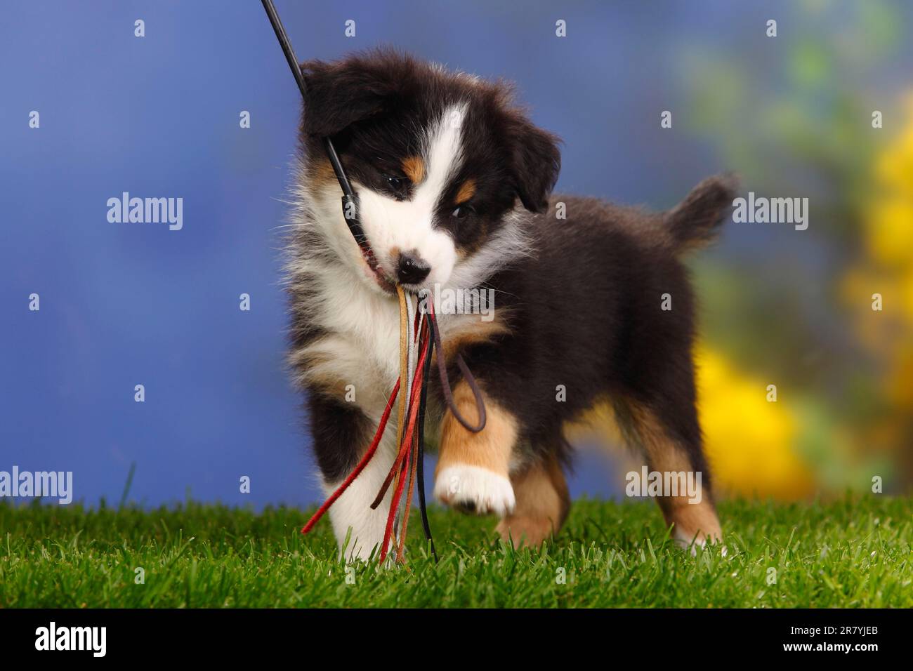 Black tri toy hi-res stock photography and images - Alamy
