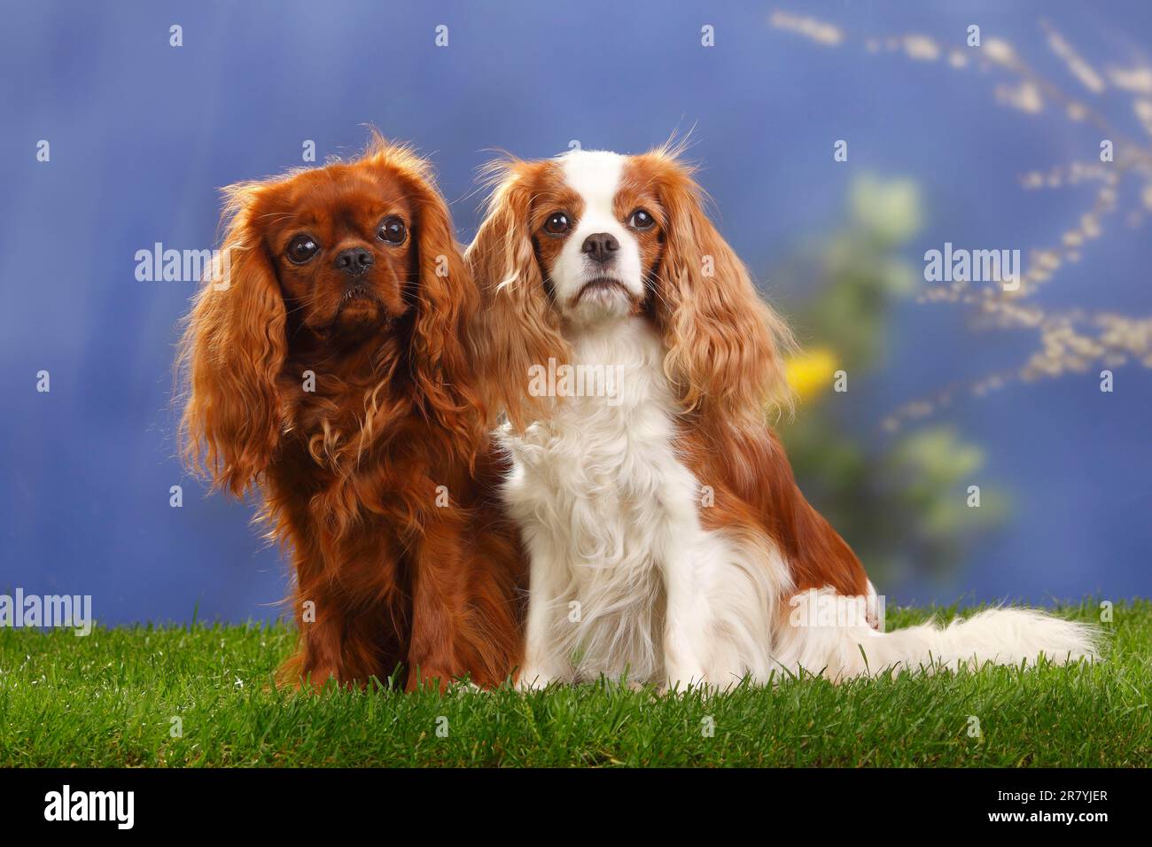 Cavalier King Charles Spaniel, blenheim and ruby red Stock Photo - Alamy