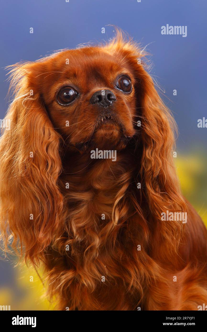 Cavalier King Charles Spaniel, ruby red Stock Photo - Alamy