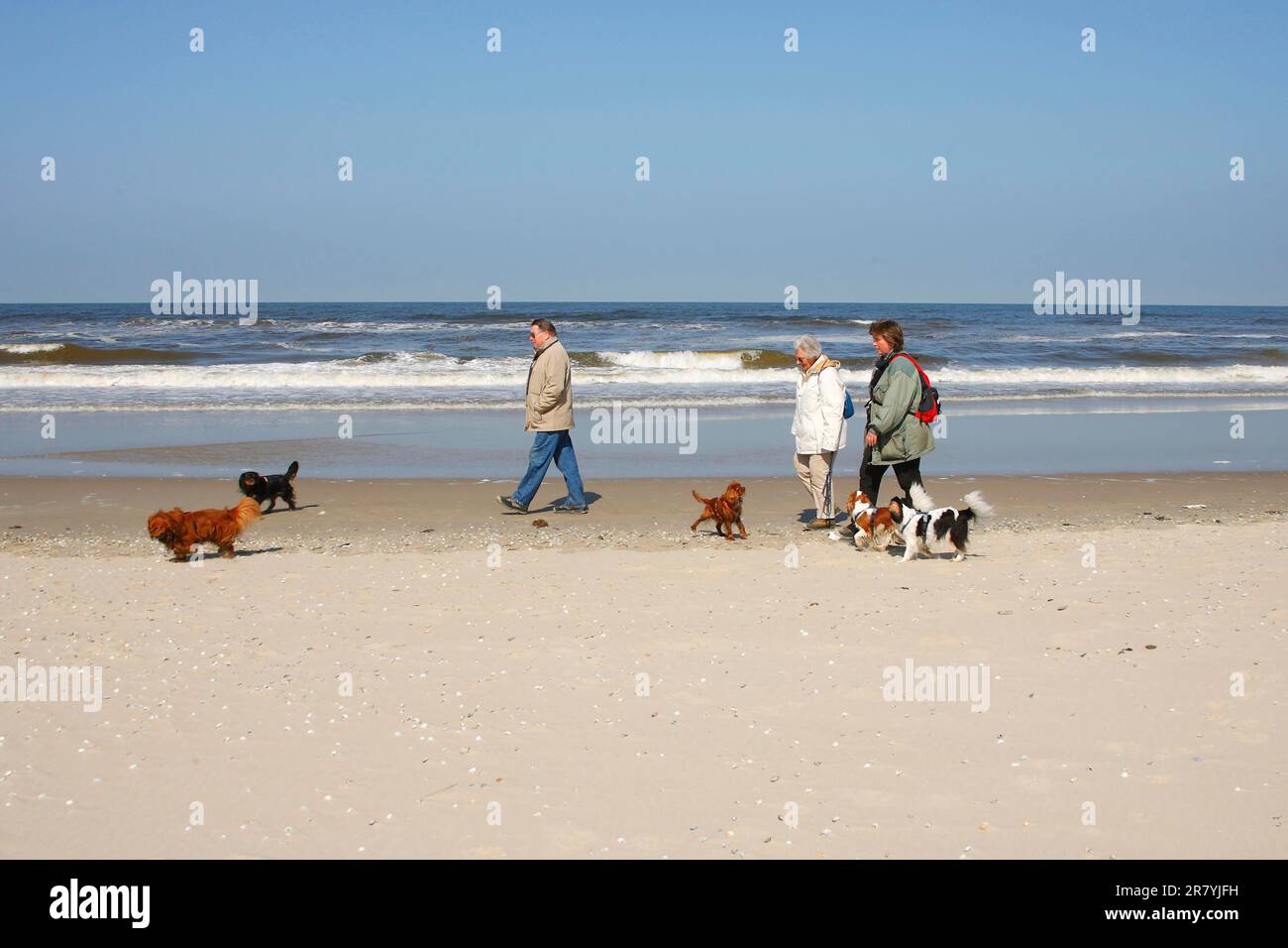 People and Cavalier King Charles Spaniel, walking on the beach, Texel ...